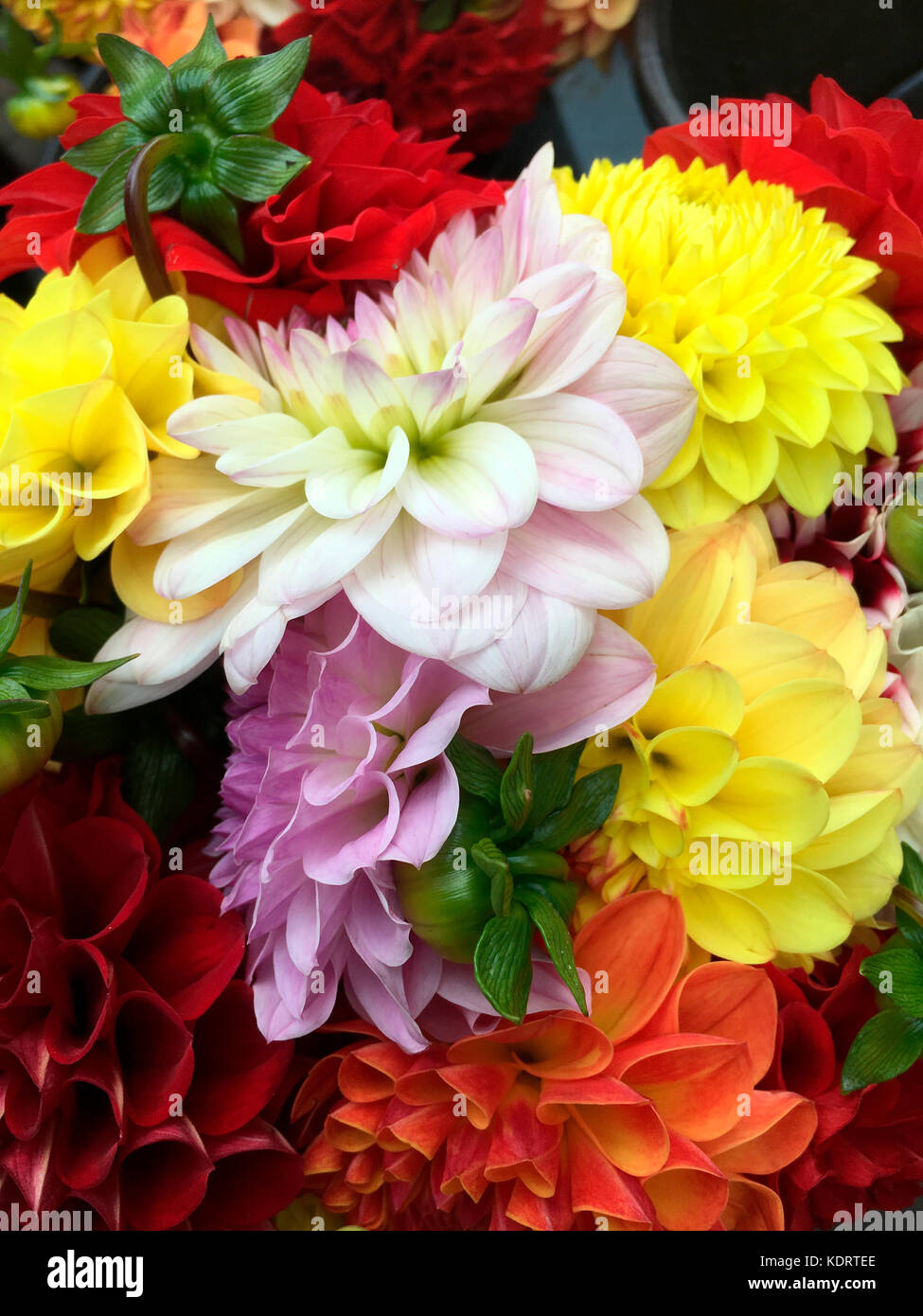A bunch of colorful flowers Stock Photo - Alamy