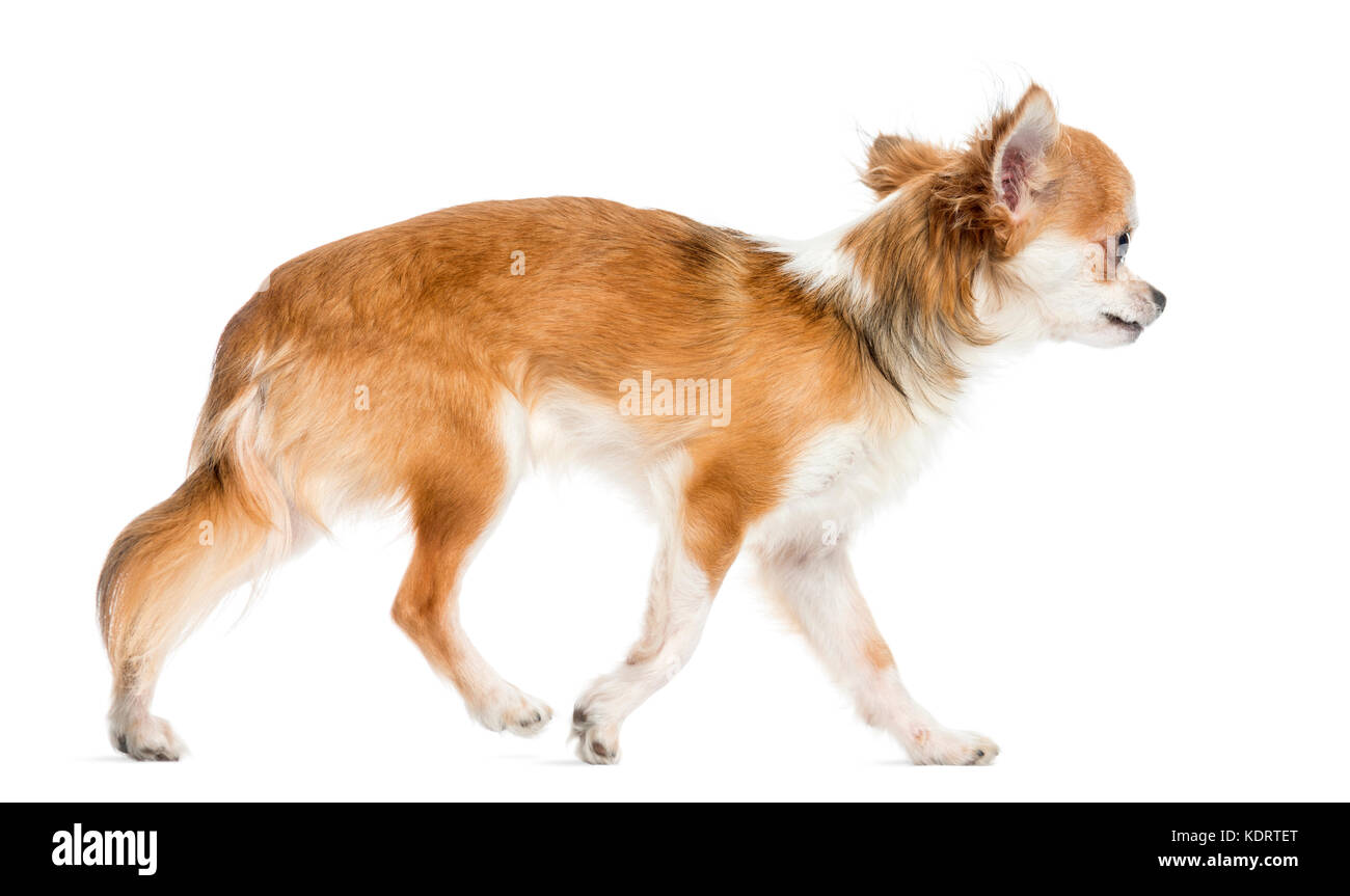 Side view of a Chihuahua walking, isolated on white Stock Photo - Alamy