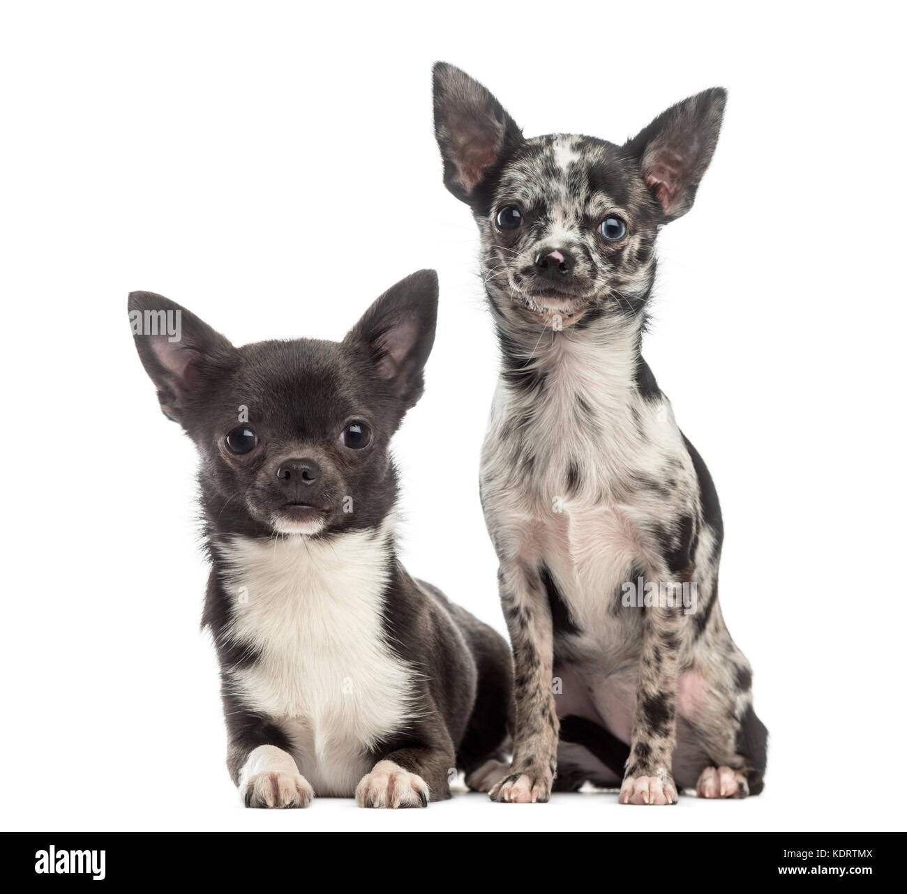Two chihuahuas together hi-res stock photography and images - Alamy