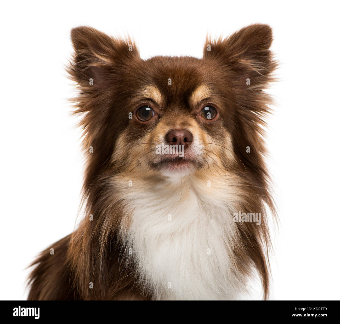Chihuahua headshot hi-res stock photography and images - Alamy