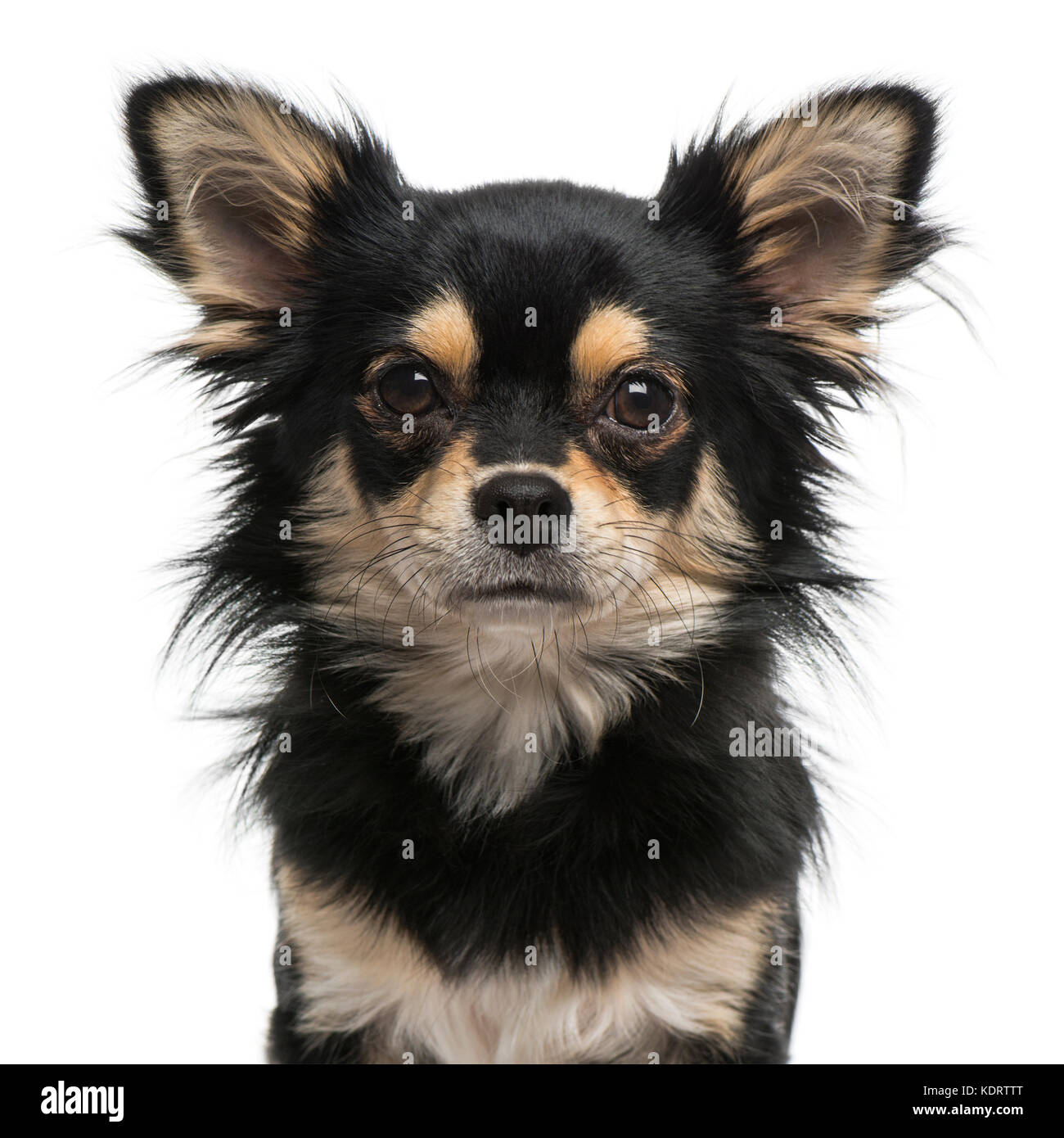 Chihuahua facing at the camera Stock Photo - Alamy