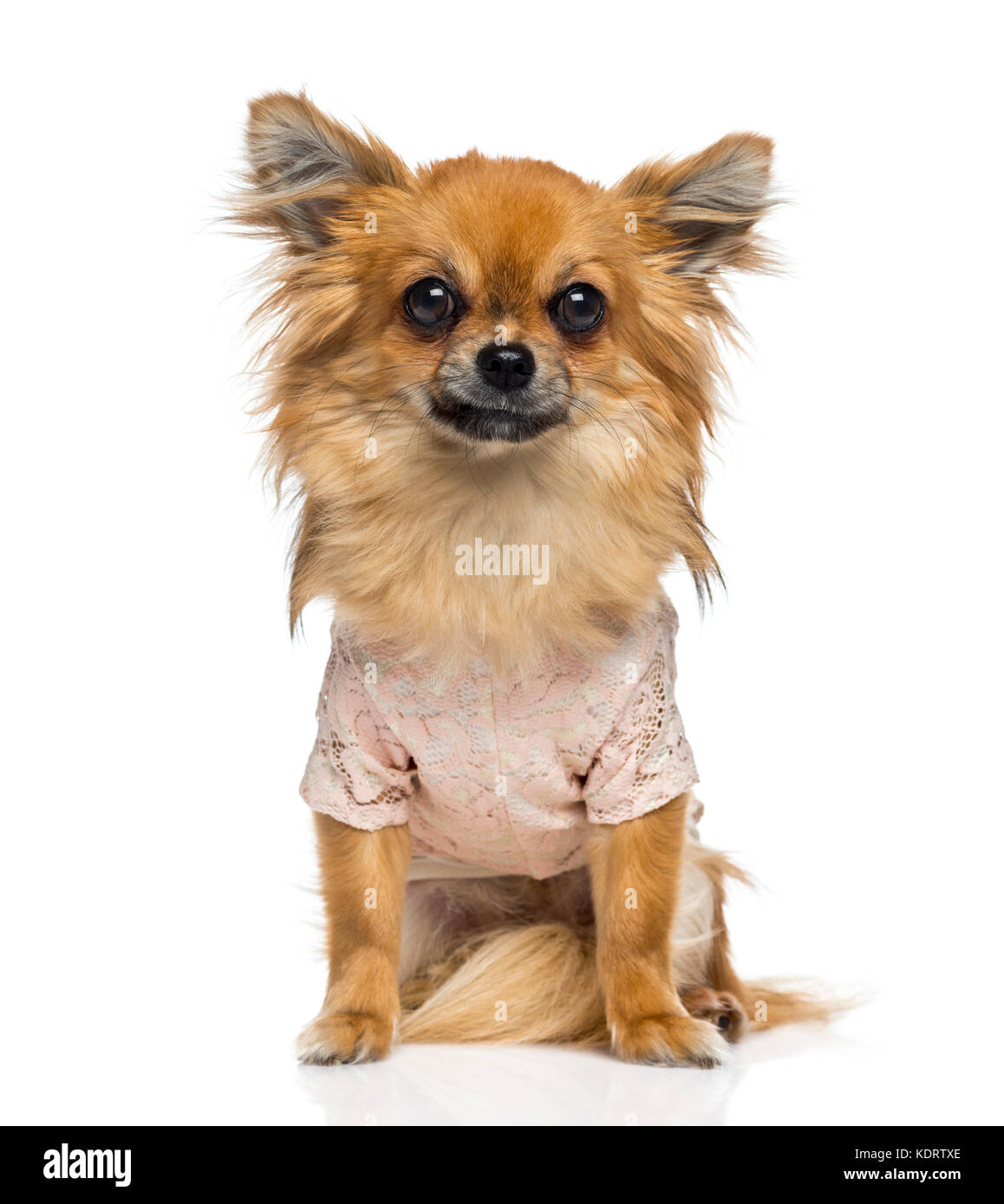 Chihuahua year old sitting hi-res stock photography and images - Alamy