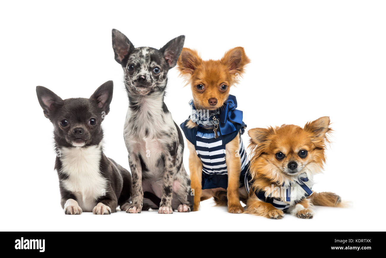 Group of Chihuahua sitting Stock Photo - Alamy