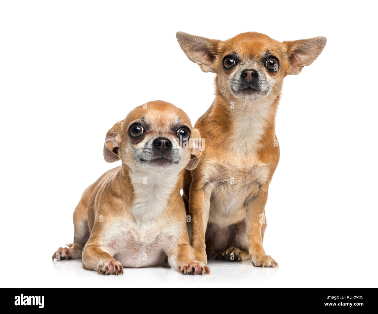 Two chihuahuas together hi-res stock photography and images - Alamy