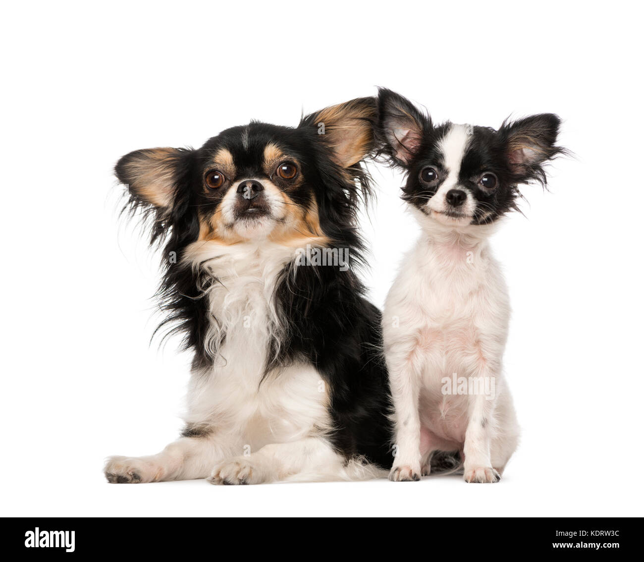 two Chihuahuas sitting toghether, isolated on white Stock Photo - Alamy