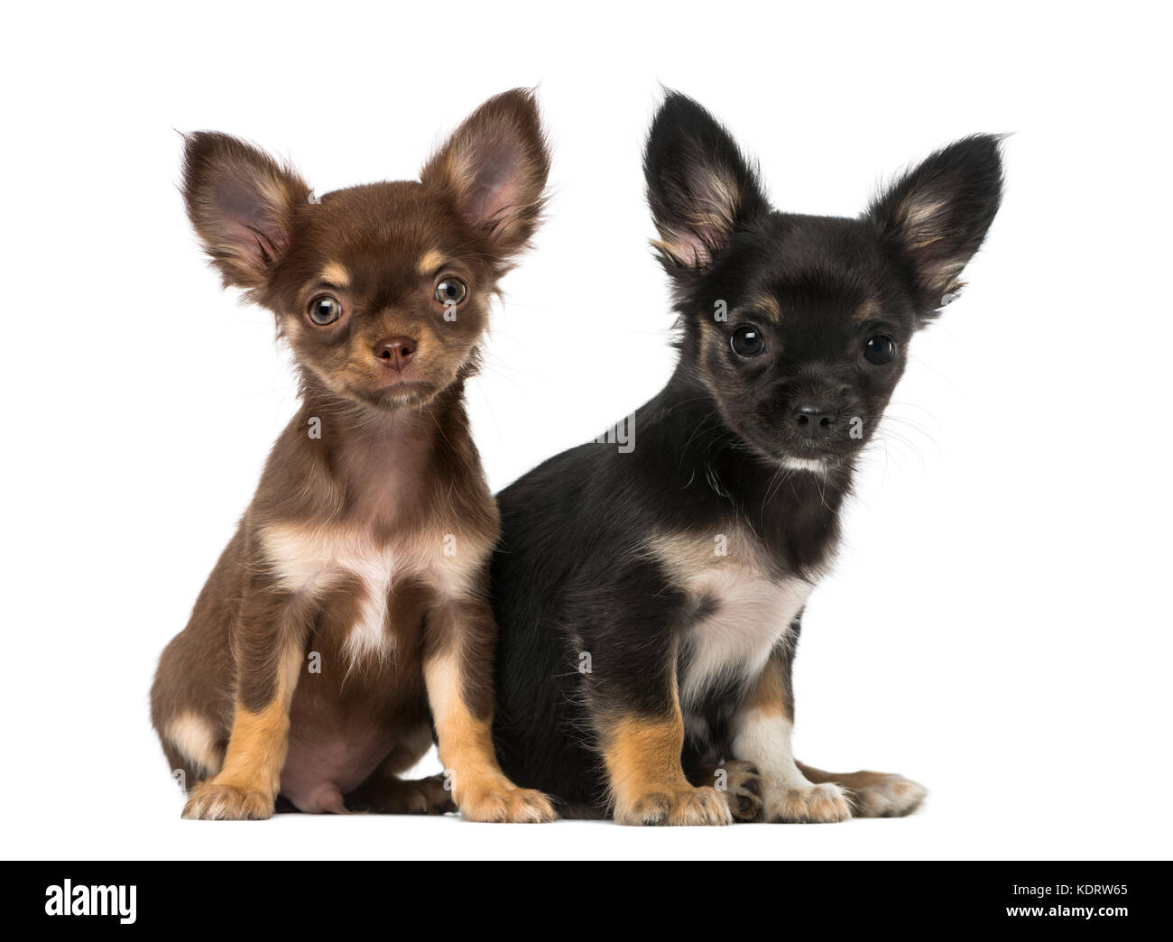 Two chihuahuas sitting Stock Photo - Alamy