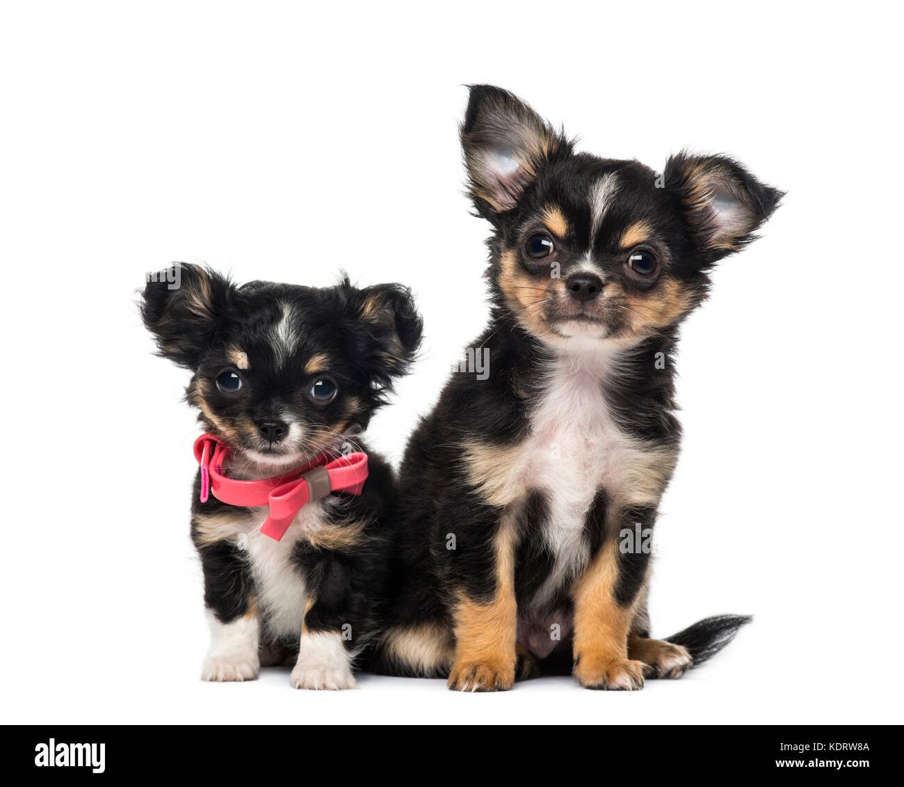 Two chihuahua puppies Stock Photo - Alamy