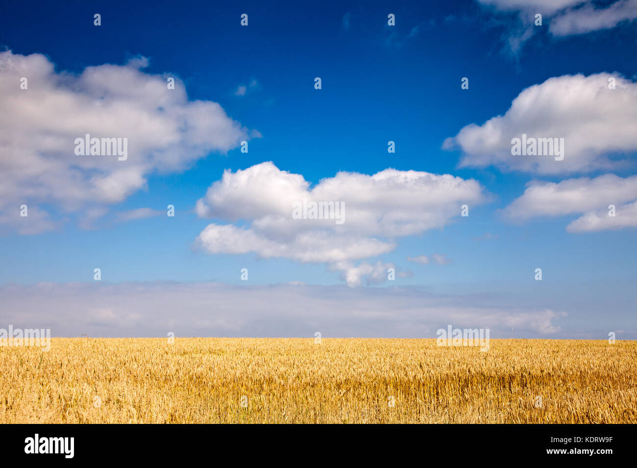 Ripe golden barley field in Scotland Stock Photo - Alamy