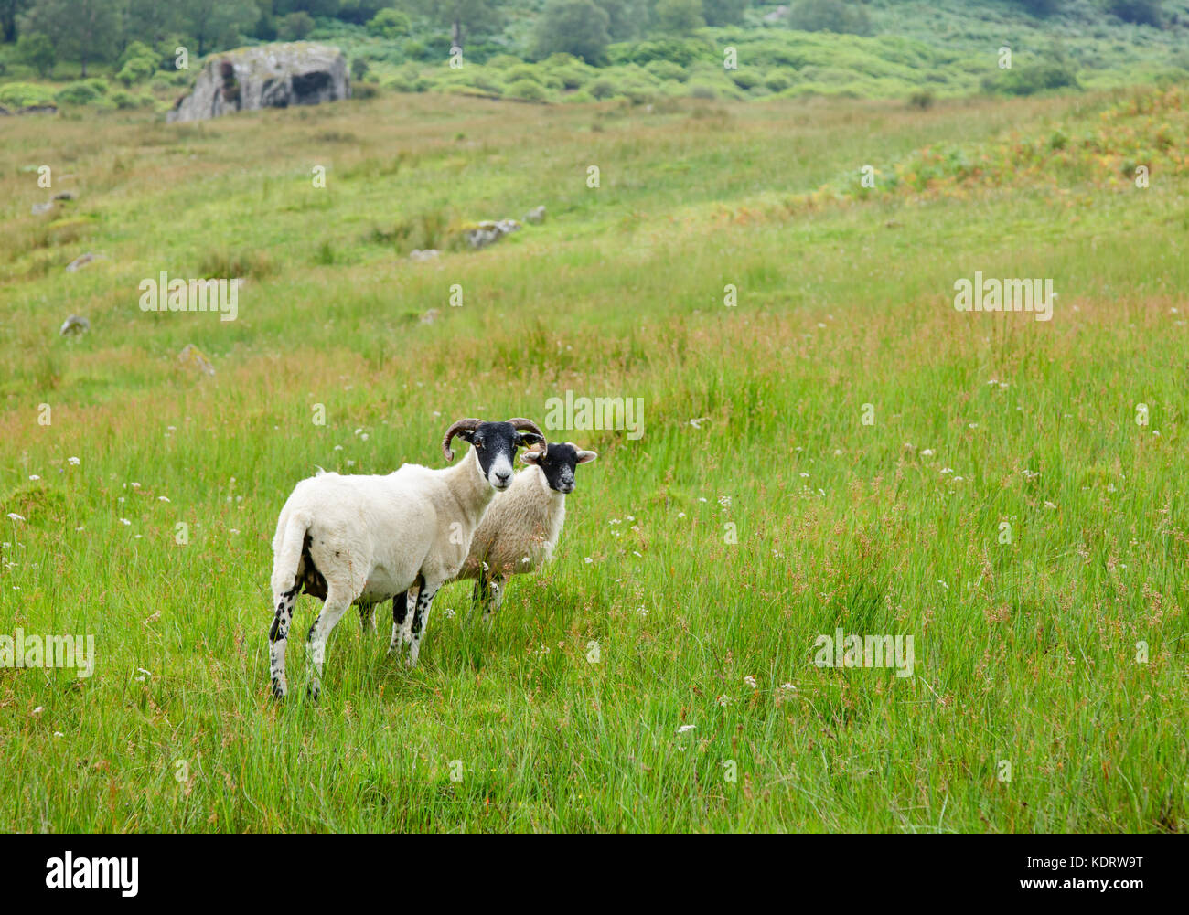 Sheep at a pasture in Scotland Stock Photo - Alamy