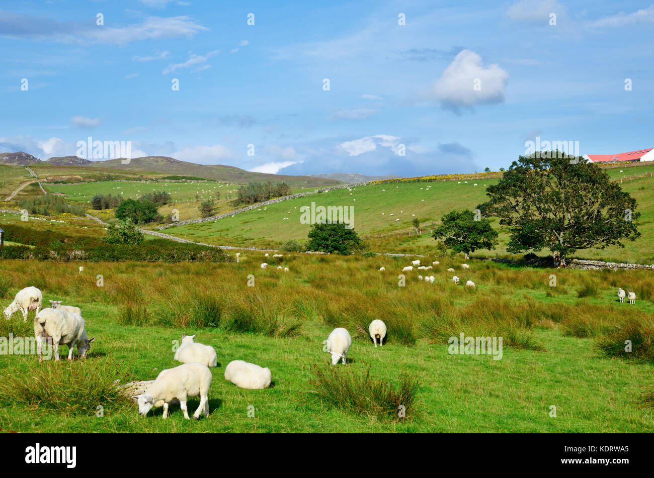 Rural Countryside Scotland Sheep Stock Photos & Rural Countryside ...