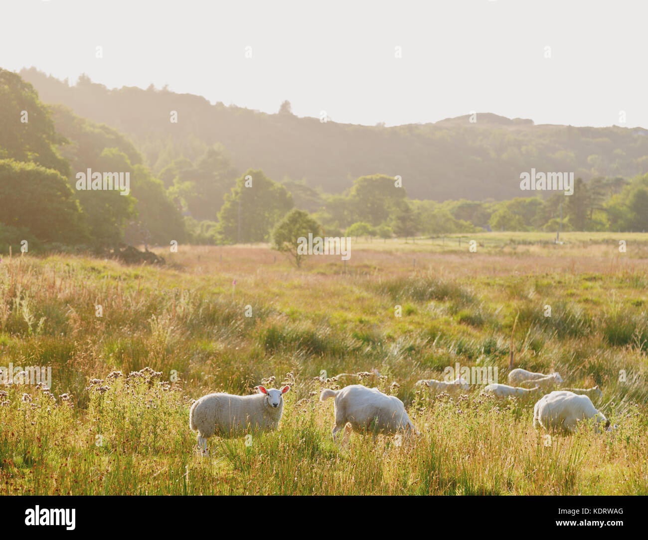 Sheep at a pasture in Scotland Stock Photo - Alamy
