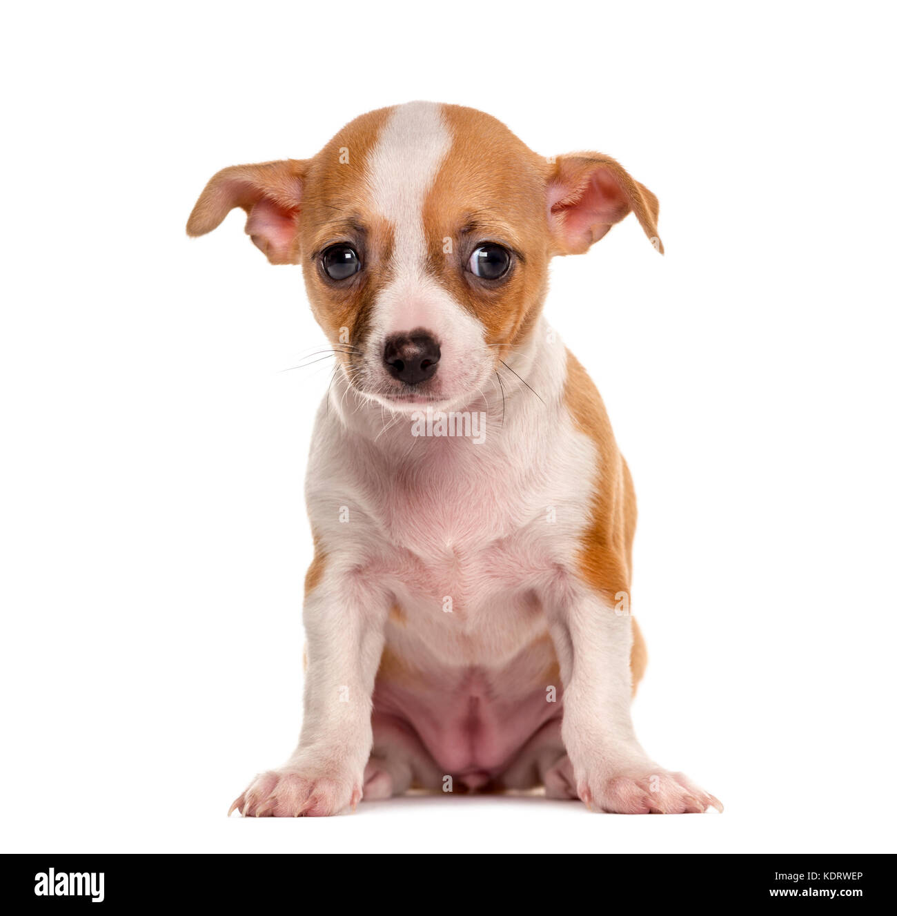 Sad Chihuahua puppy sitting in front of a white background Stock Photo ...