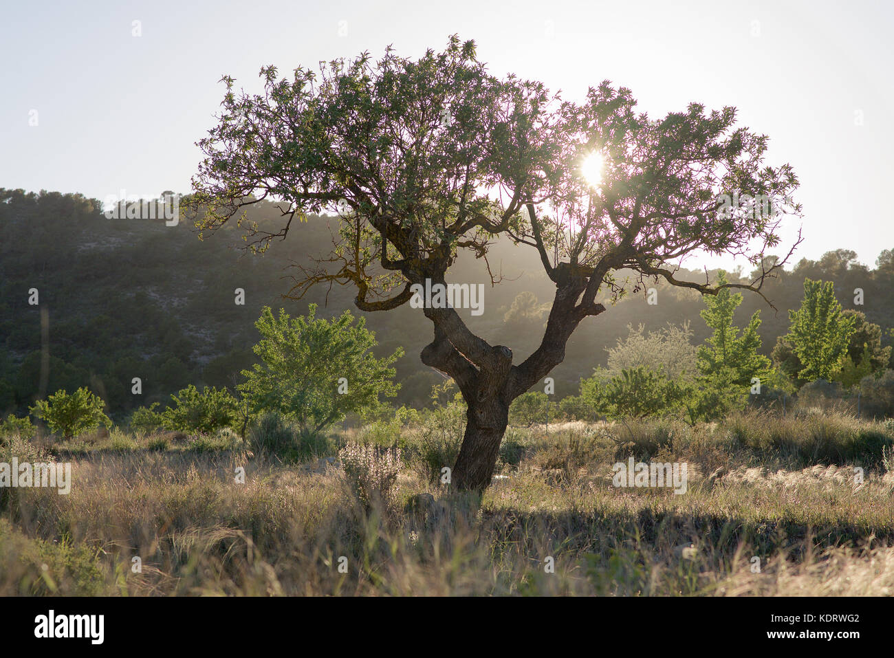 Tree and sunshine Stock Photo - Alamy