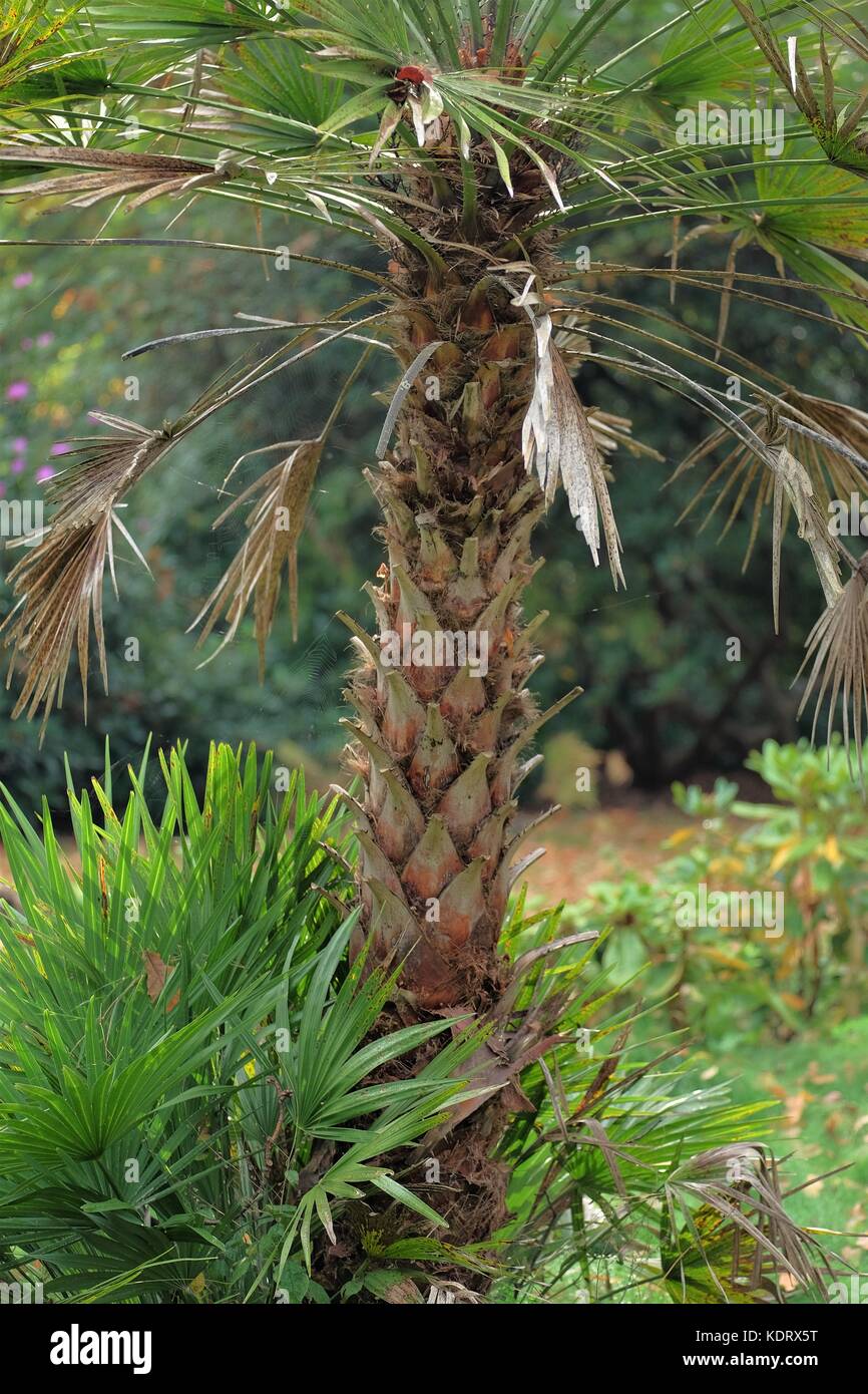 palm tree and trunk Stock Photo - Alamy