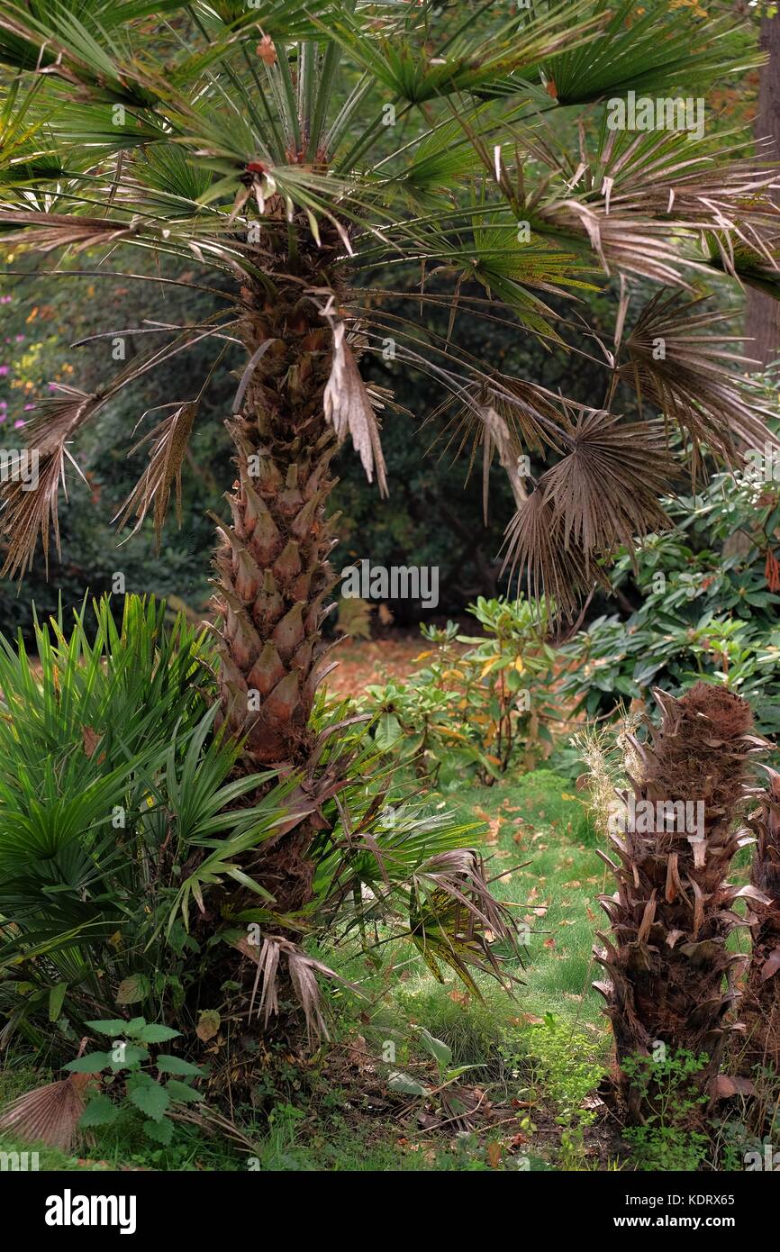 palm tree and trunk Stock Photo - Alamy