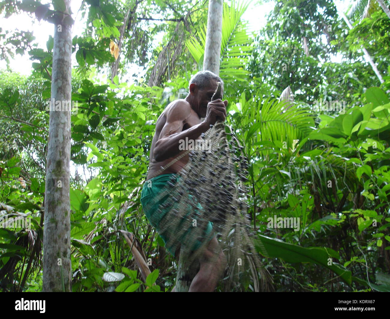 Acai berry tree hi-res stock photography and images - Alamy