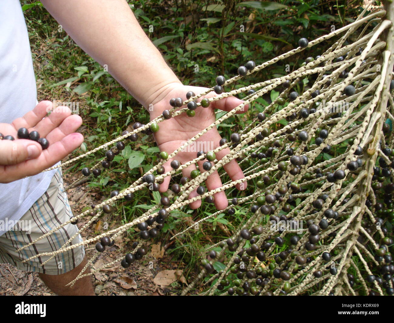 Acai berry tree hi-res stock photography and images - Alamy
