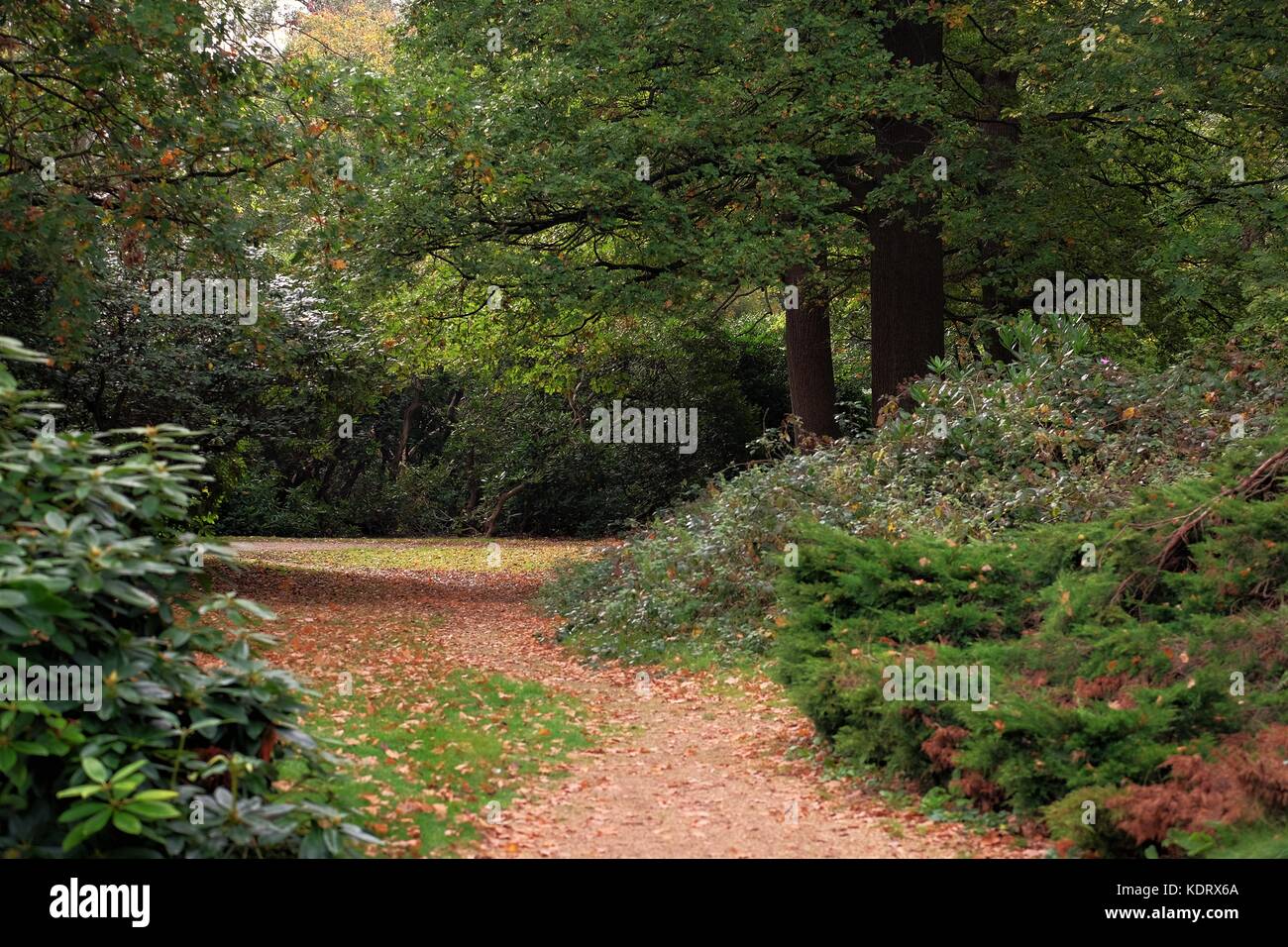 path through woodland Stock Photo - Alamy