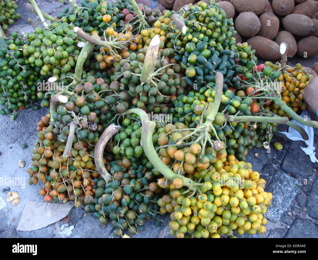 Cupuacu on the tree hi-res stock photography and images - Alamy