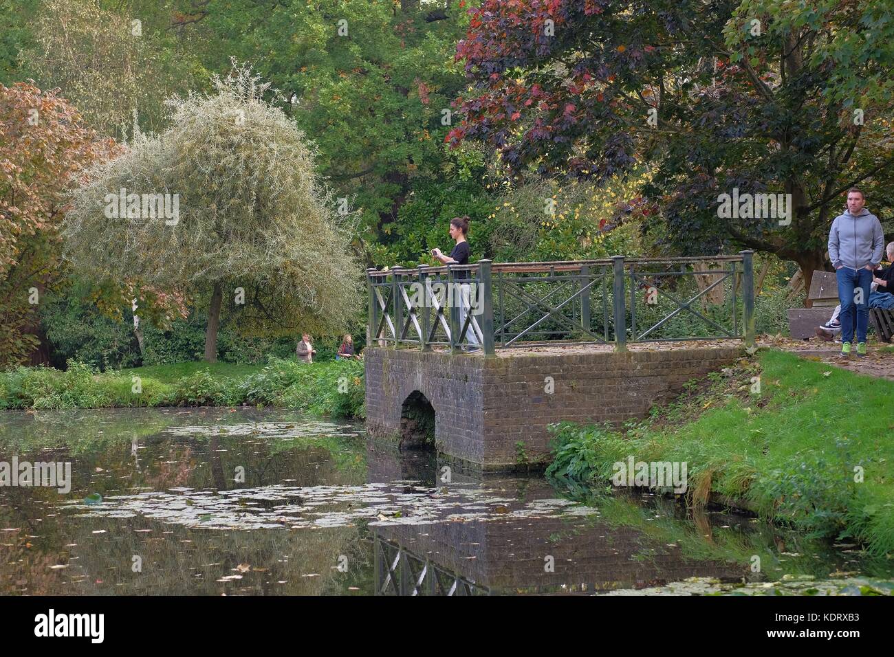 view point over lily pond Stock Photo - Alamy