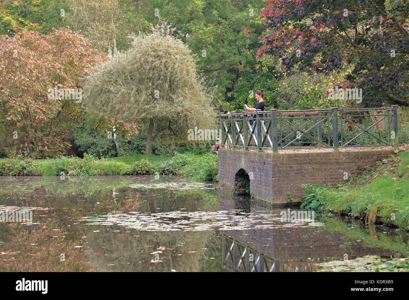 view point over lily pond Stock Photo - Alamy