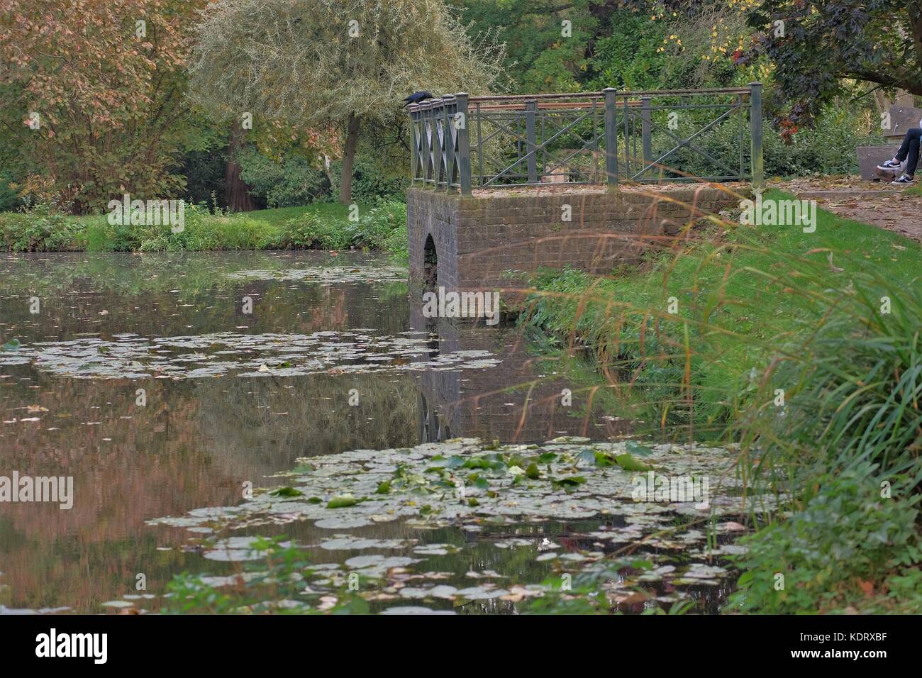 view point over lily pond Stock Photo - Alamy