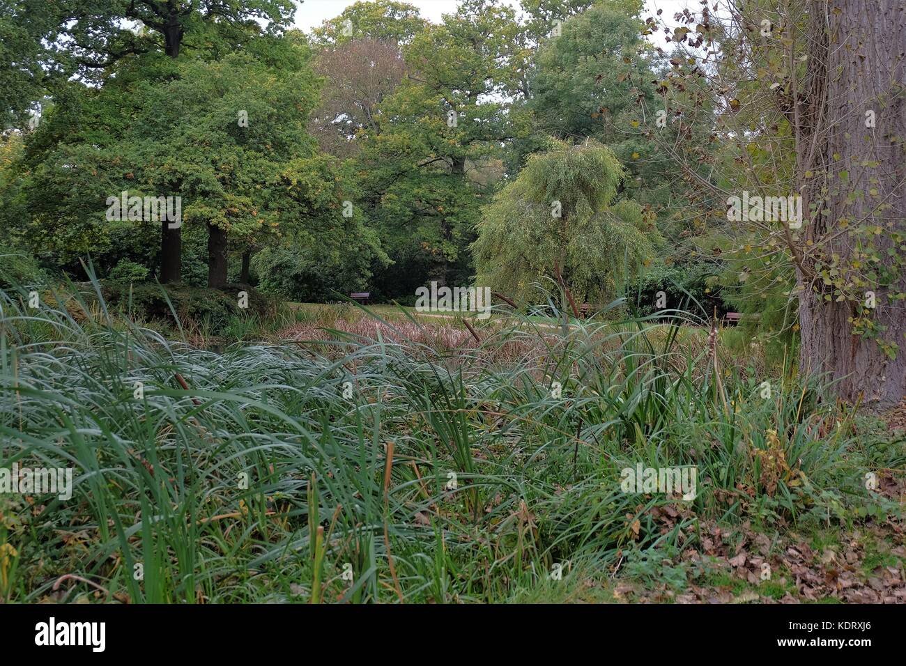 bull rushes on the pond Stock Photo - Alamy