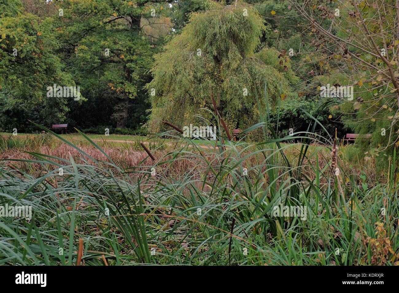 bull rushes on the pond Stock Photo - Alamy