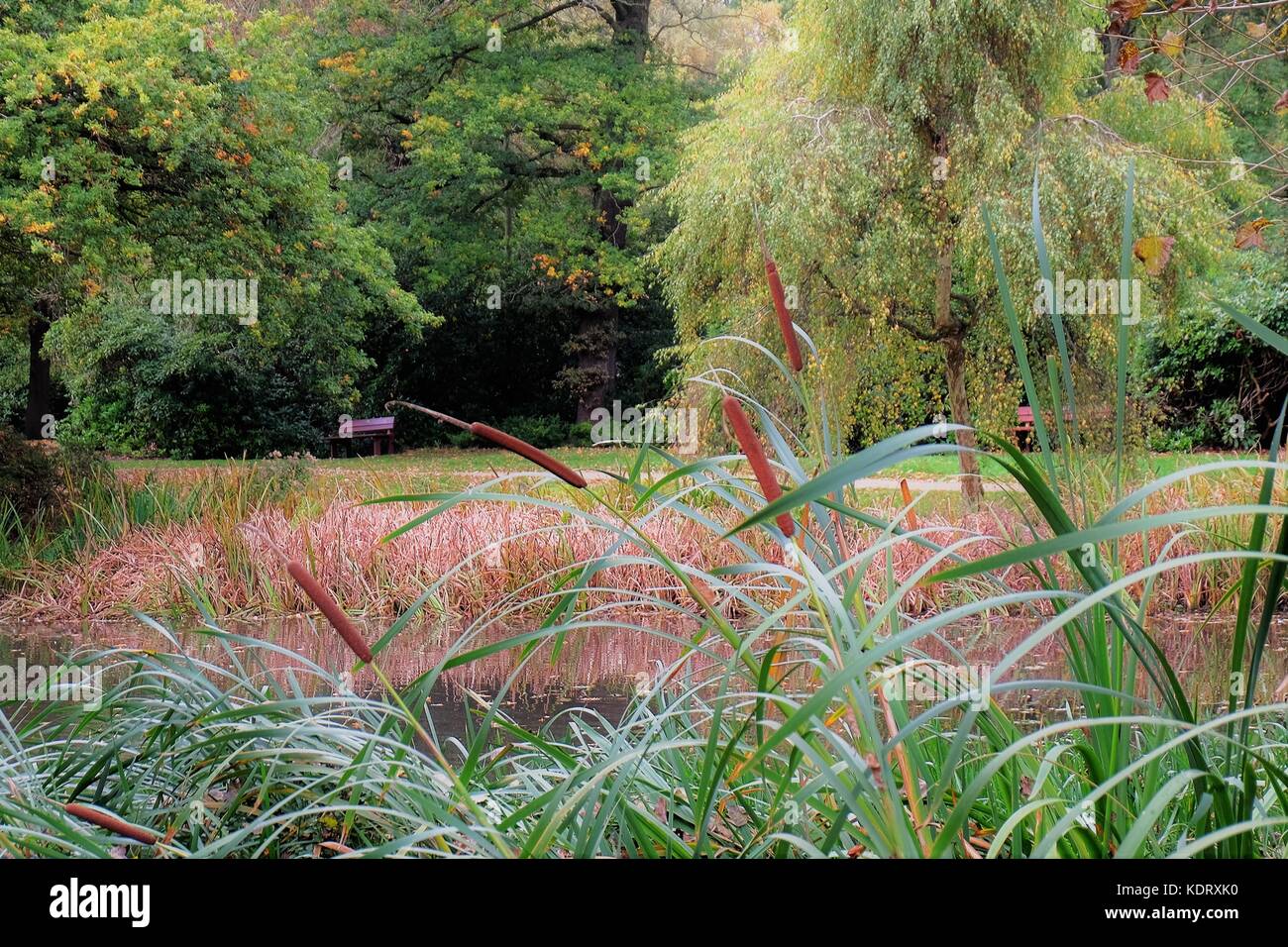 bull rushes on the pond Stock Photo - Alamy