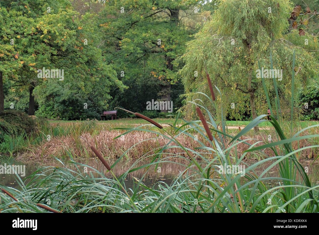 bull rushes on the pond Stock Photo - Alamy