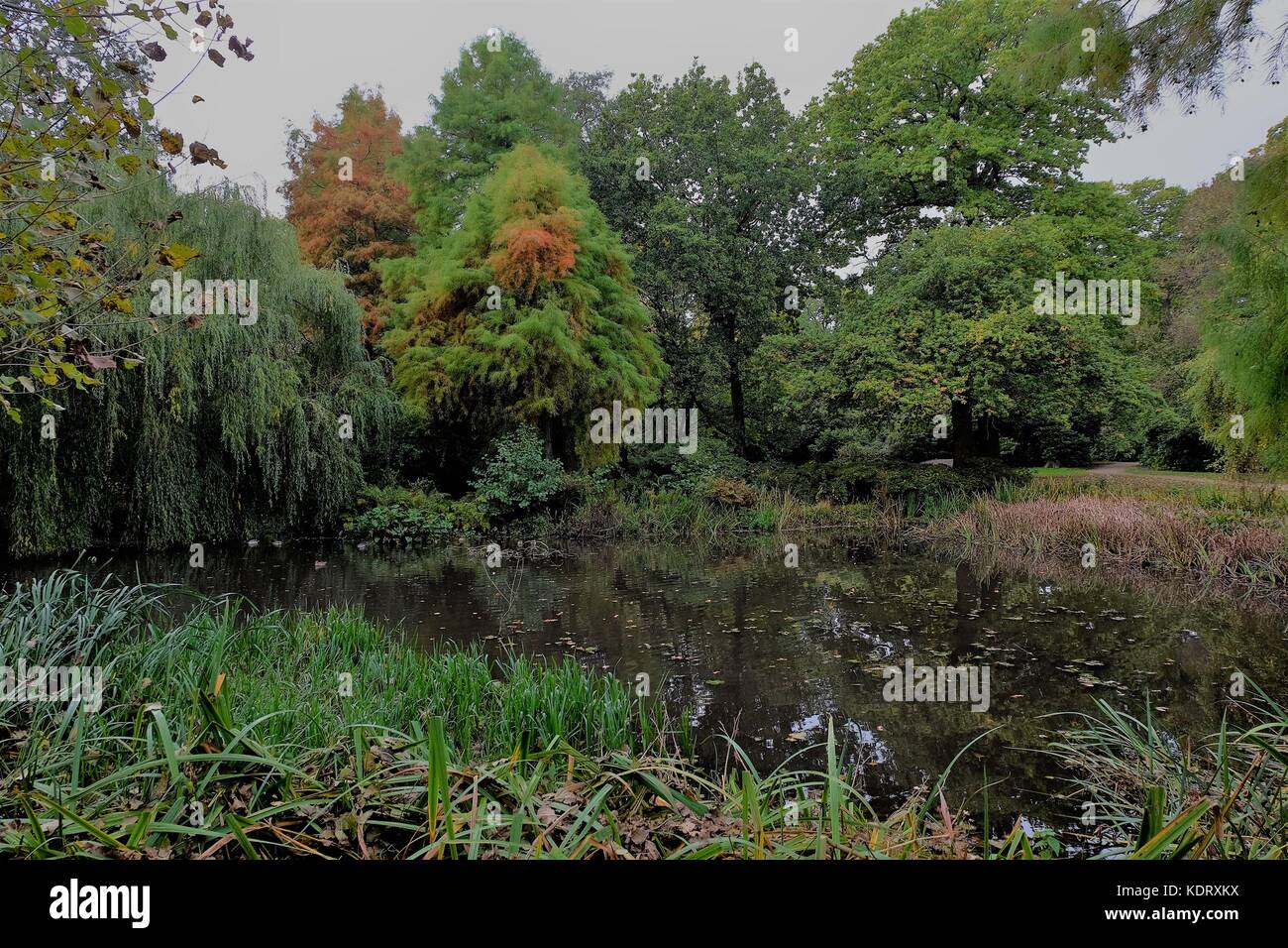 bull rushes on the pond Stock Photo - Alamy