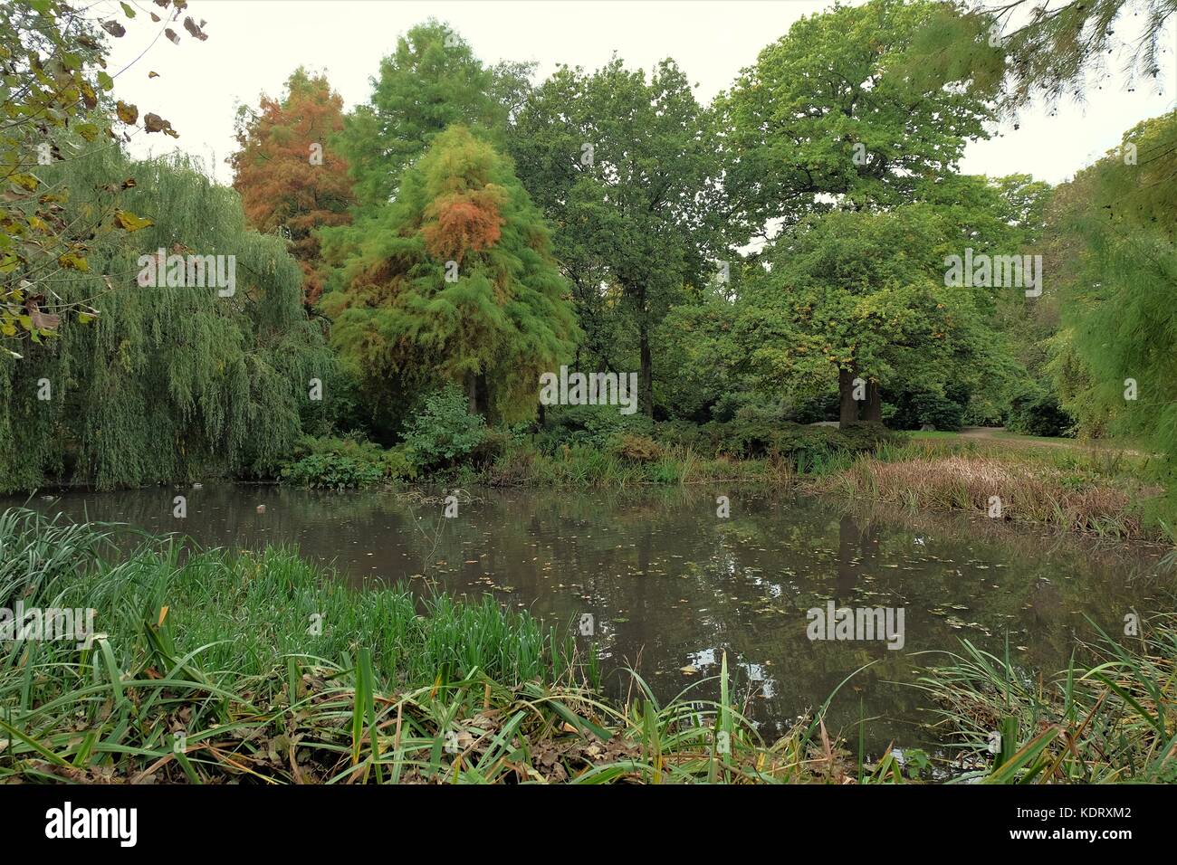 bull rushes on the pond Stock Photo - Alamy