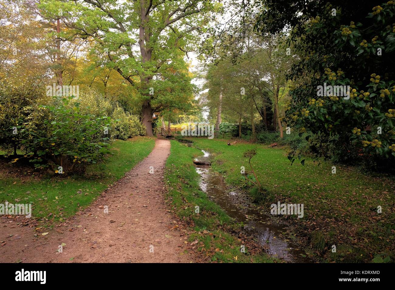 path through woodland Stock Photo - Alamy