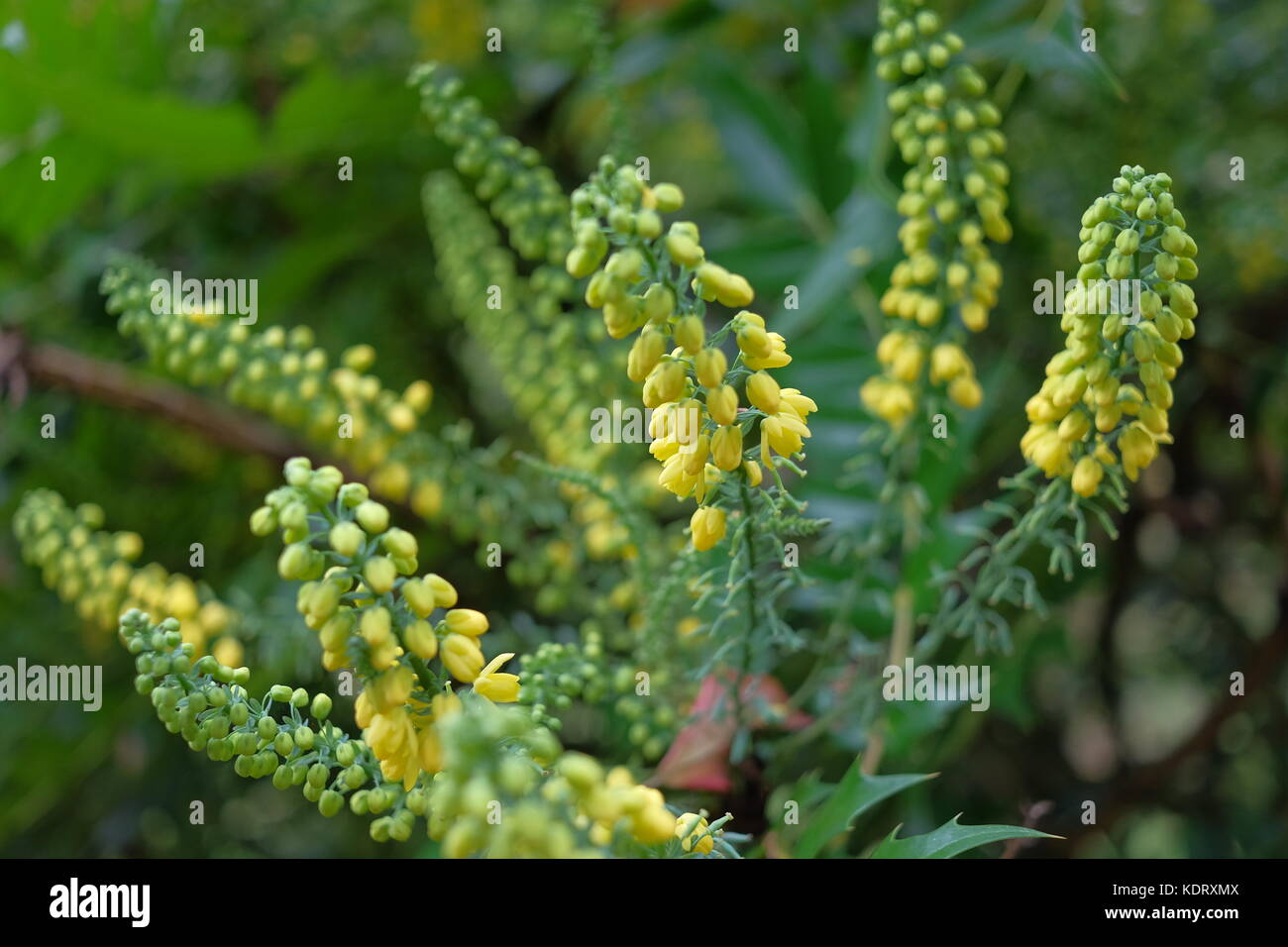 mahonia in flower Stock Photo - Alamy