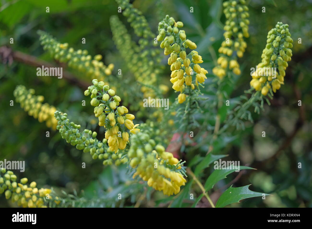 mahonia in flower Stock Photo - Alamy