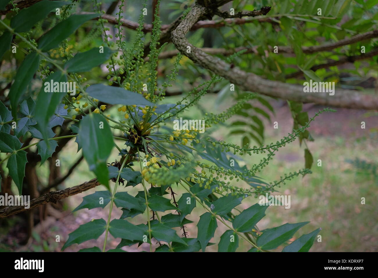 mahonia in flower Stock Photo - Alamy