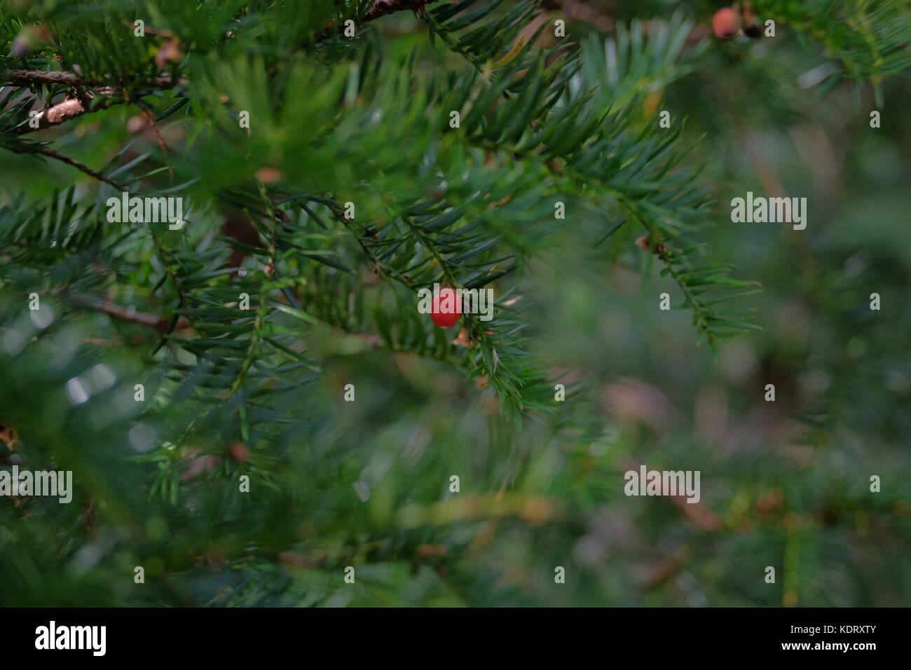Green prong leaves hi-res stock photography and images - Alamy