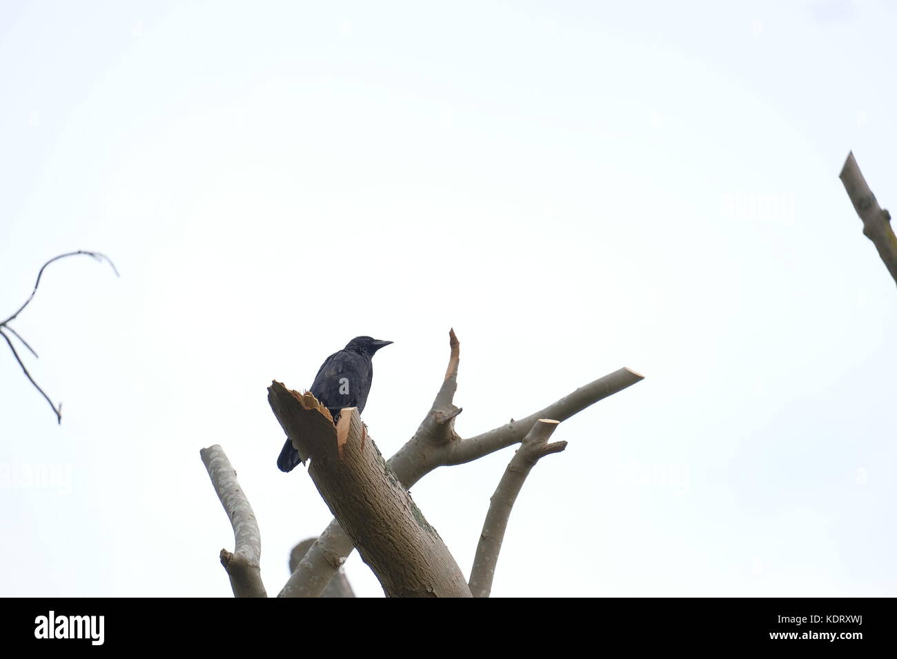 crow on tree top Stock Photo - Alamy