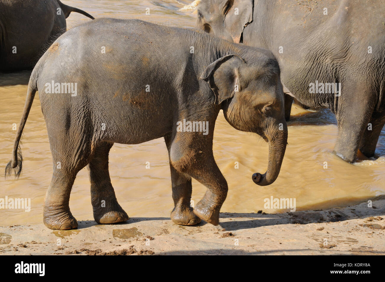 elephant calf in the wild Stock Photo - Alamy