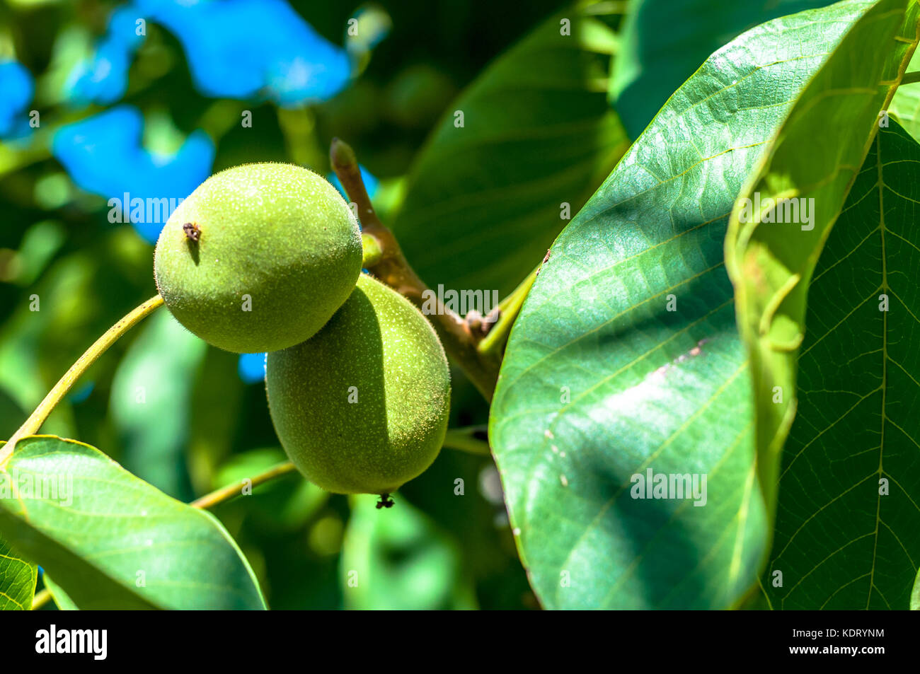 Walnuts on the tree hi-res stock photography and images - Alamy