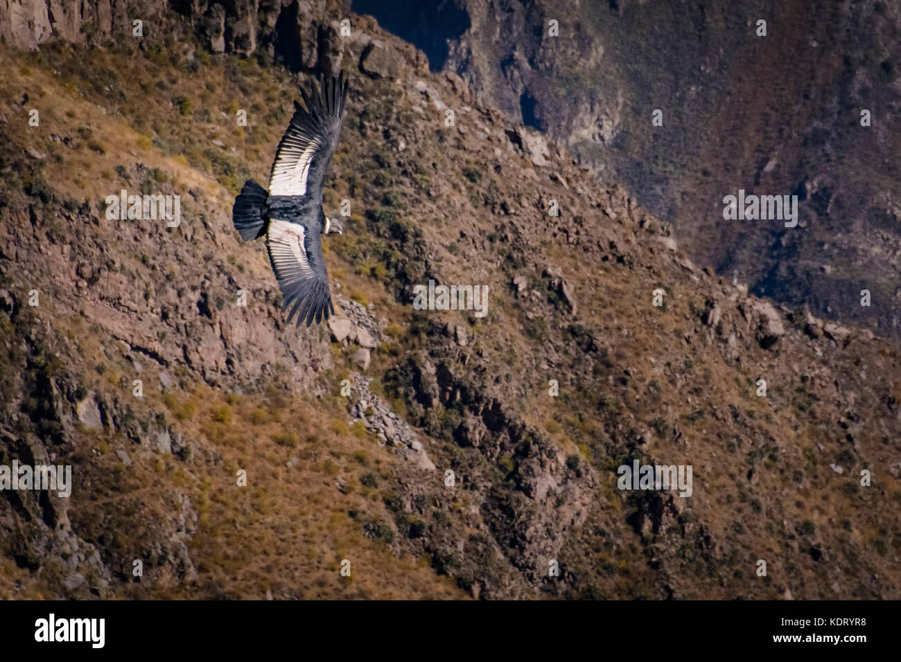 Endangered condors hi-res stock photography and images - Alamy