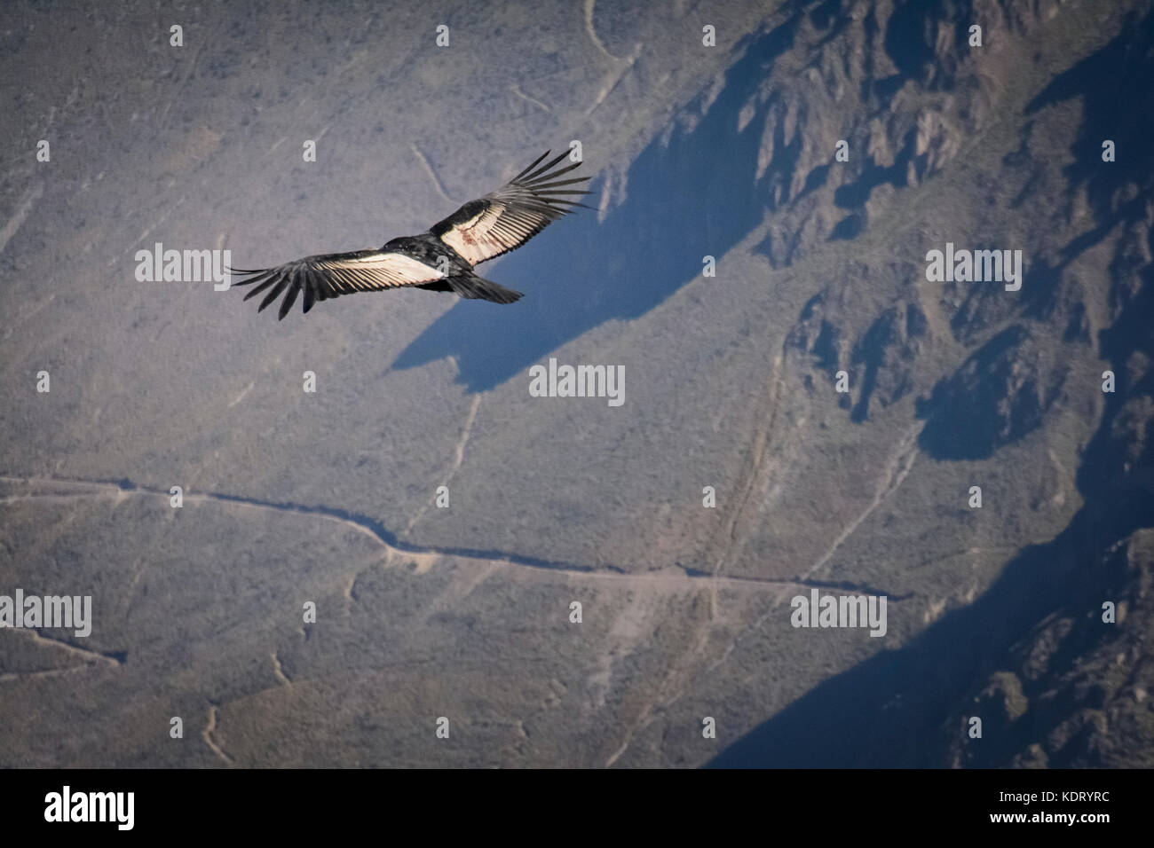 Endangered condors hi-res stock photography and images - Alamy