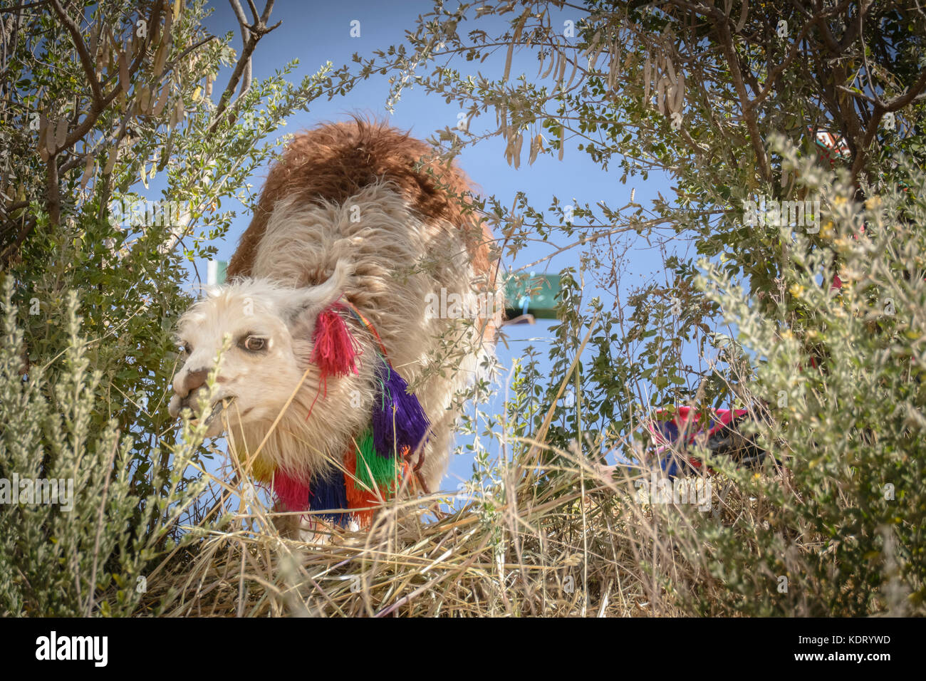 Peruvian animals hi-res stock photography and images - Alamy