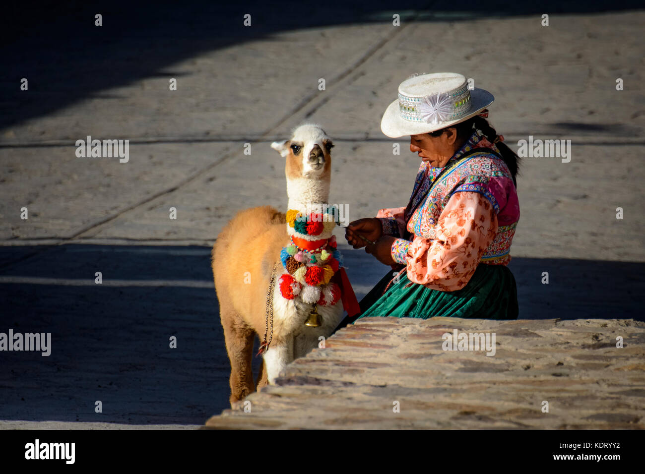 Peruvian animals hi-res stock photography and images - Alamy