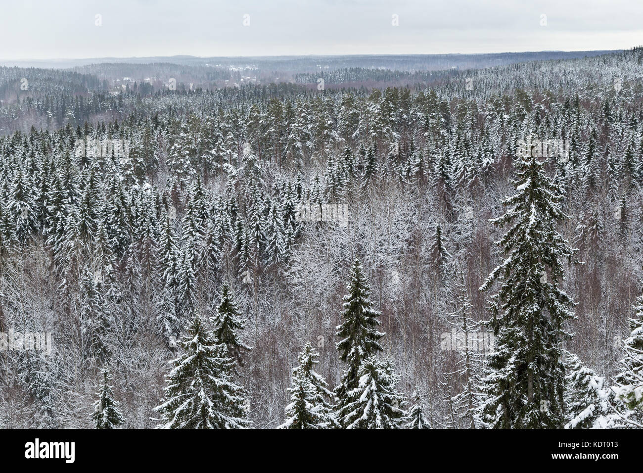 Scenic view of a forest from above at the Aulanko national park in ...
