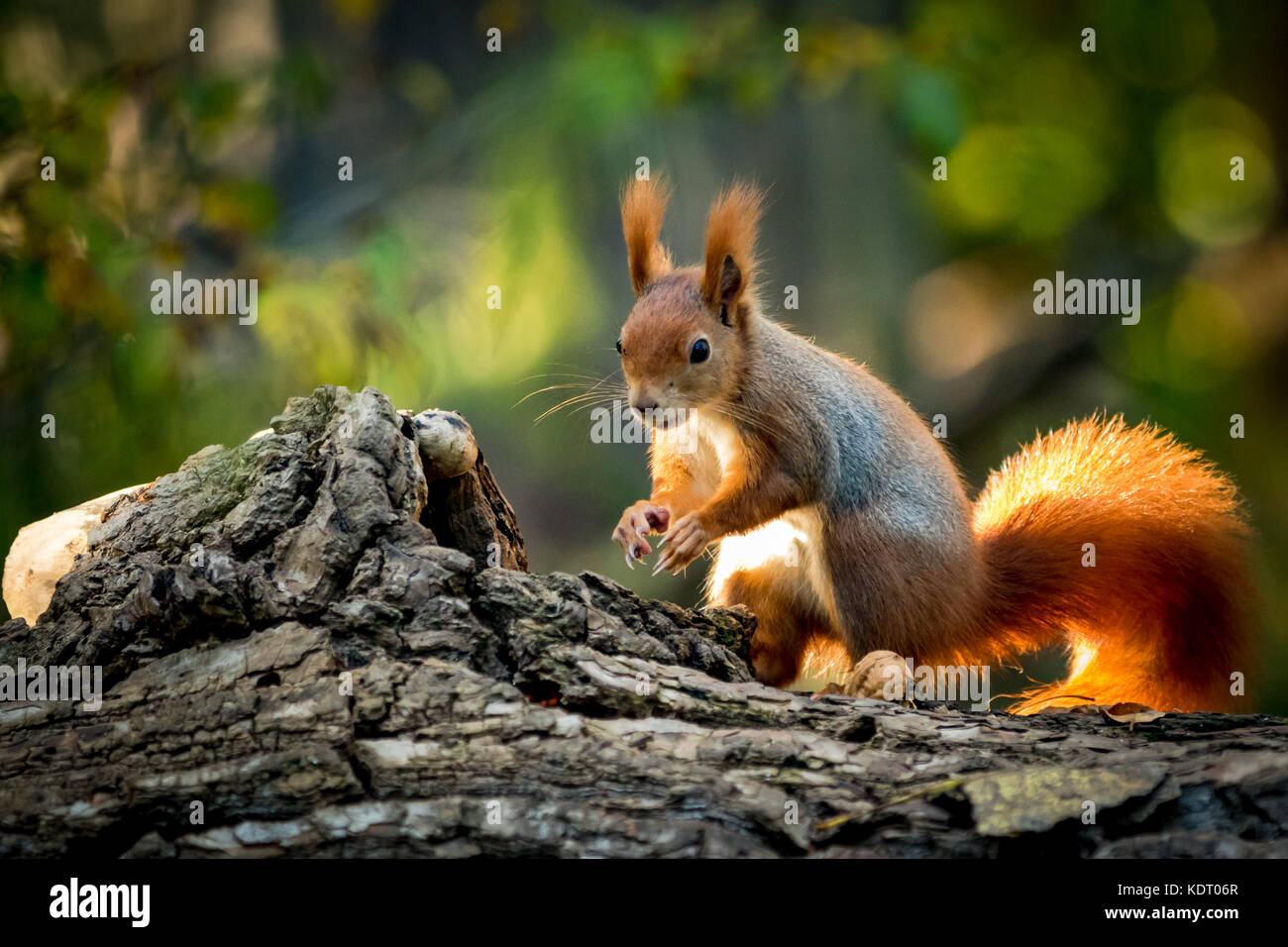 Animal in its environment hi-res stock photography and images - Alamy
