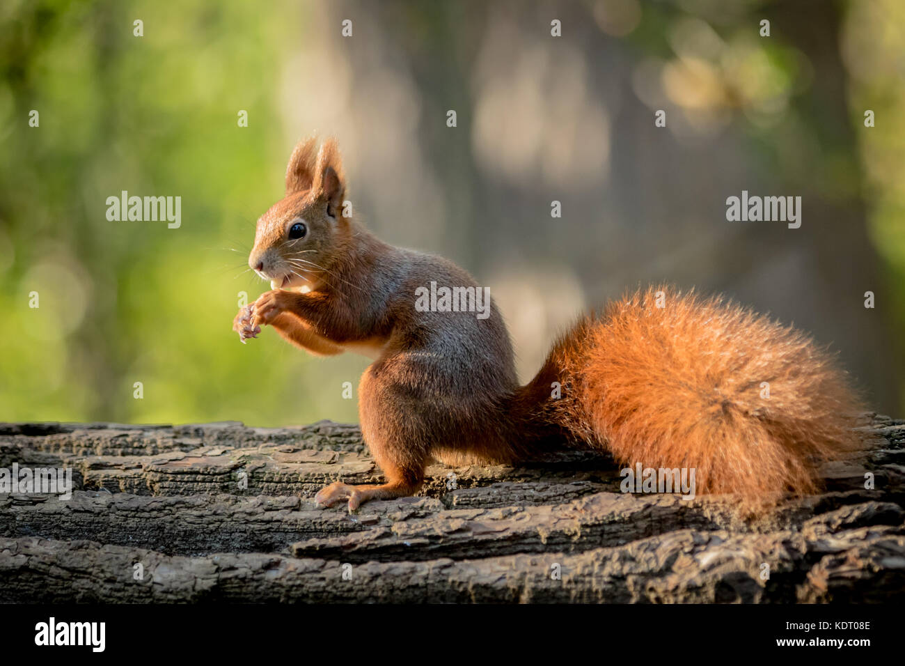 Animal in the environment hi-res stock photography and images - Alamy