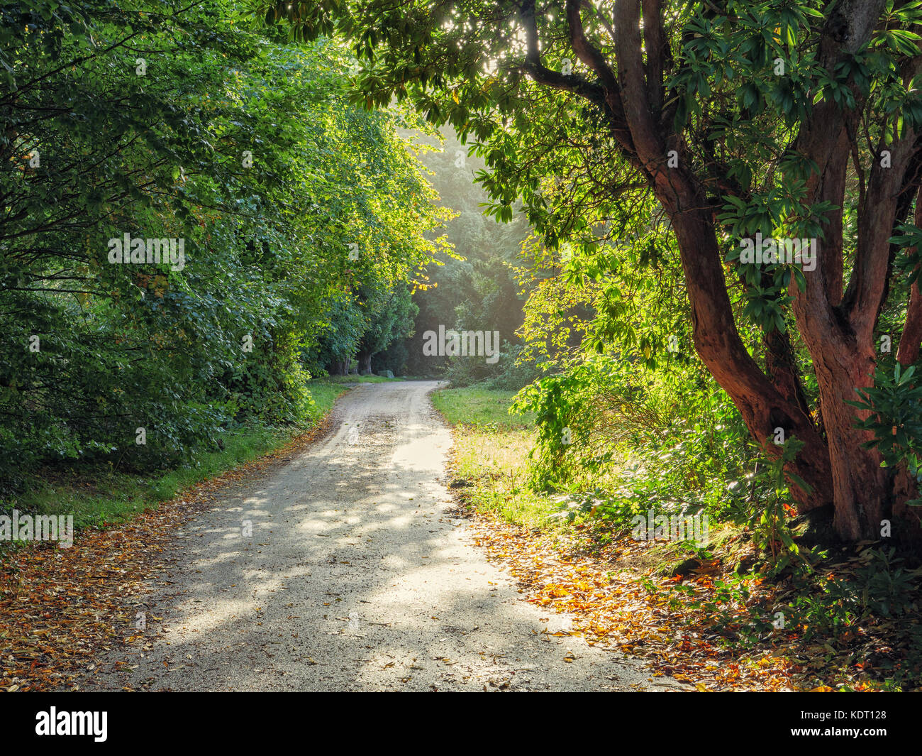 Early Autumn countryside morning,Northern Ireland Stock Photo - Alamy