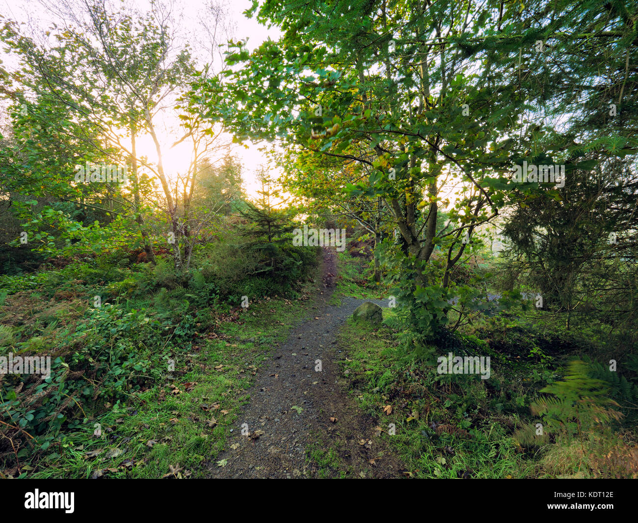 Early Autumn countryside morning,Northern Ireland Stock Photo - Alamy