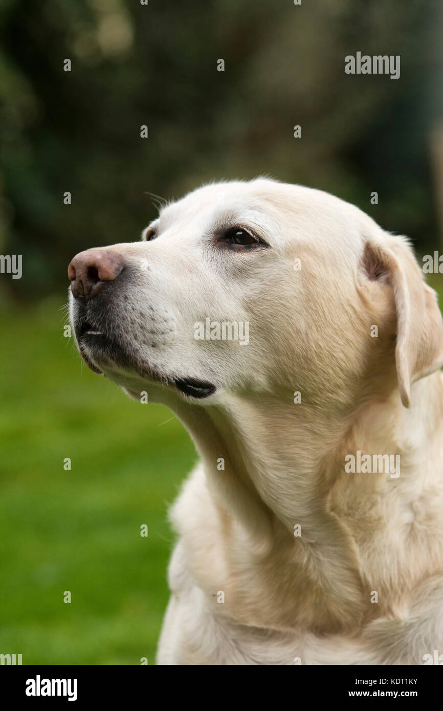 Yellow Labrador looking left and sniffing the air Stock Photo - Alamy
